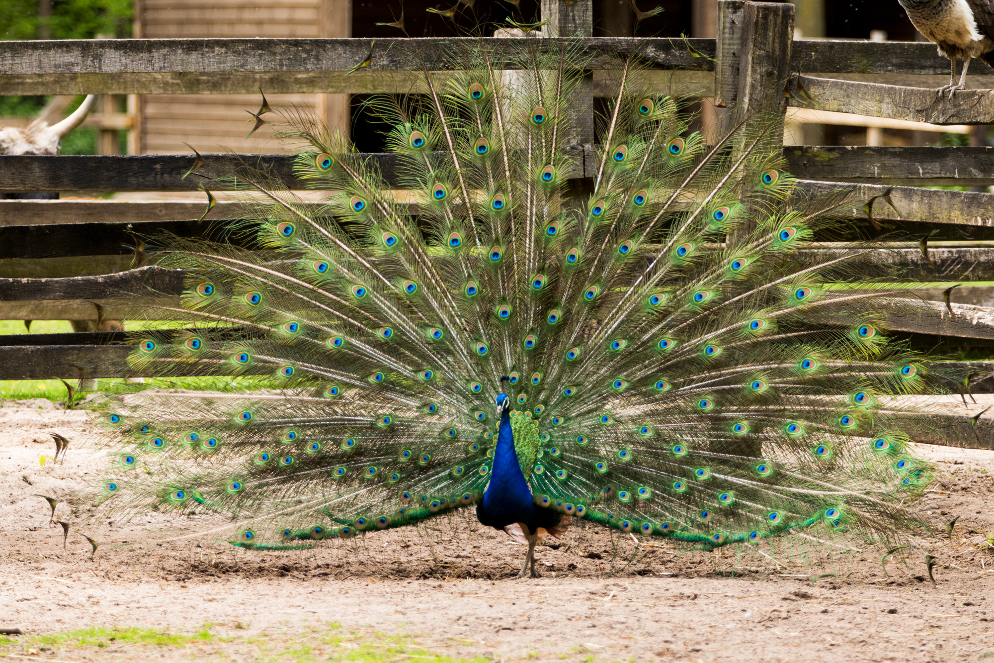 Willkommen - Waldgasthaus Tannenbusch